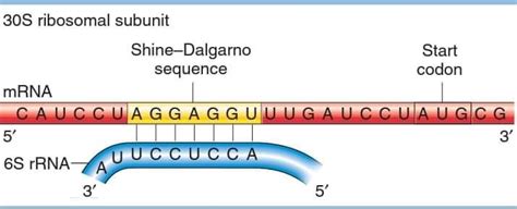 The Shine Dalgarno Sequence Positions The Mrna In The Ribosome‼ In Bacteria Base Pairing