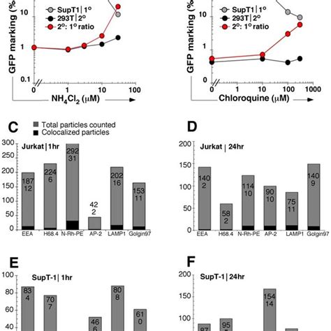 Endosomal Acidification Increases The Proportional Efficiency Of