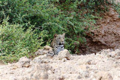 花豹捕杀野猫，就这一个动作，猫还没反应过来就已经没气了！野猫花豹巢穴新浪新闻