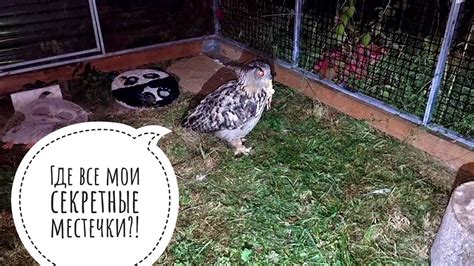 Непривычный привычный вольер. Сова Ёль растерялась без высокой травы ...