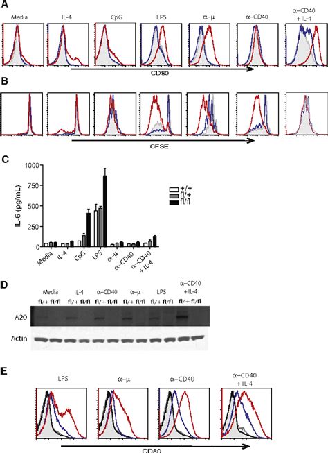 Figure 1 From The Ubiquitin Modifying Enzyme A20 Restricts B Cell