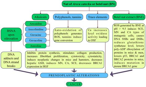 Simplified Flow Chart Of Main Events Of Bn Induced Carcinogenesis The Download Scientific