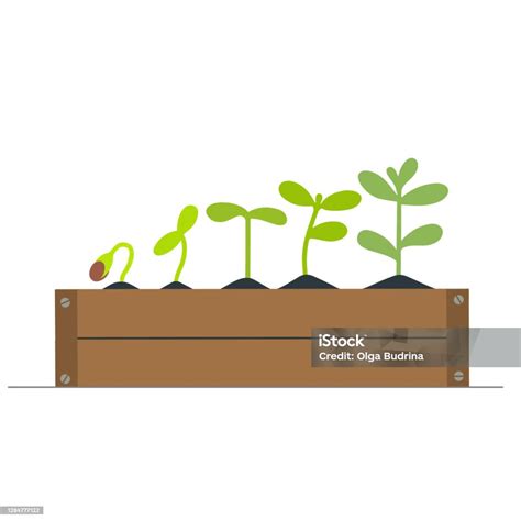 나무 상자에서 자라는 작은 녹색 묘목 격리된 벡터 그림입니다 새싹에 대한 스톡 벡터 아트 및 기타 이미지 새싹 원예 벡터 Istock