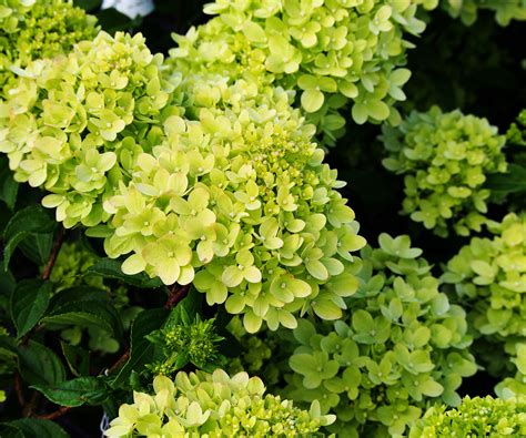 Grow The Color Of The Year With Cyber Lime Plants Gardening Know How