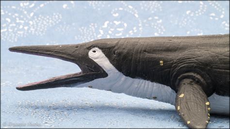 Shastasaurus Sikanniensis