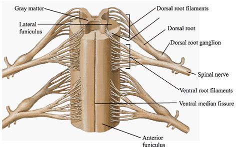 Dorsal Root Ganglion Anatomy And Function Kenhub