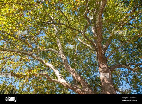 Large Tree Seed Pods High Resolution Stock Photography And Images Alamy