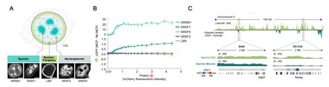 3d Genome Organization Around Nuclear Speckles Drives Mrna Splicing