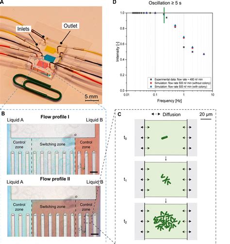 Frontiers Microfluidic Reproduction Of Dynamic Bioreactor Environment