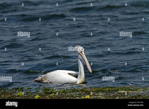 The Spot Billed Pelican Or Grey Pelican Pelecanus Philippensis Is A