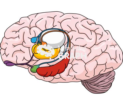 Free Brain Human Highlight Structure Lateral Icons Symbols Pictures