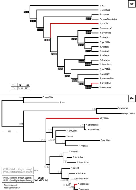 Animal Phylogeny Based On Molecular Data