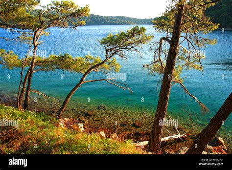 Wilden Strand In Einem Pinienwald Insel Mljet Kroatien