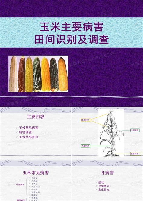 玉米病害ppt模板下载编号qvyzgxal熊猫办公