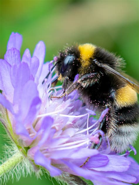 6 Plantas Para Atrair Abelhas E Outros Polinizadores DicasParaViverBem