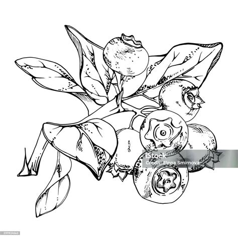 블루 베리 블랙 베리 클러스터 그룹 가지에 식물 잎 잉크 벡터 잘 익은 숲 베리에 그려진 손 고립 된 식물 그림 레스토랑 디저트 카페 메뉴 결혼식 농민 시장 건강한 생활