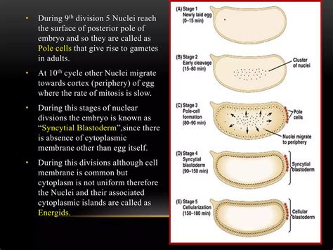 Cleavage And Blastulation Pptx