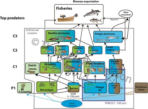 Conceptual Model Of The Trophic Network Of The Ars Sizes Of Arrows Or