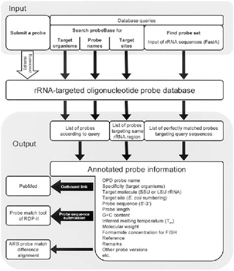 Figure 1 From Probebase An Online Resource For Rrna Targeted Oligonucleotide Probes Semantic