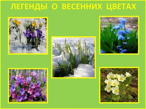 легенды о весенних цветах Ppt