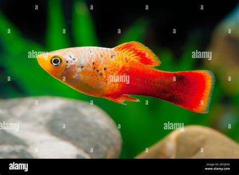 Variegated Platy Variatus Swordtail Variable Platyfish Xiphophorus