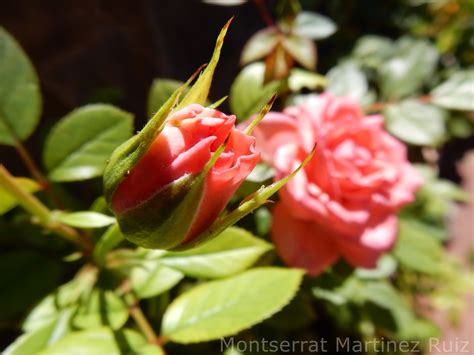 Los Rosales Mini Están Preciosos BotÀnic Serrat