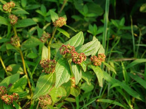 9 Unexpected Health Benefits Of Euphorbia Hirta Youll Want To Know