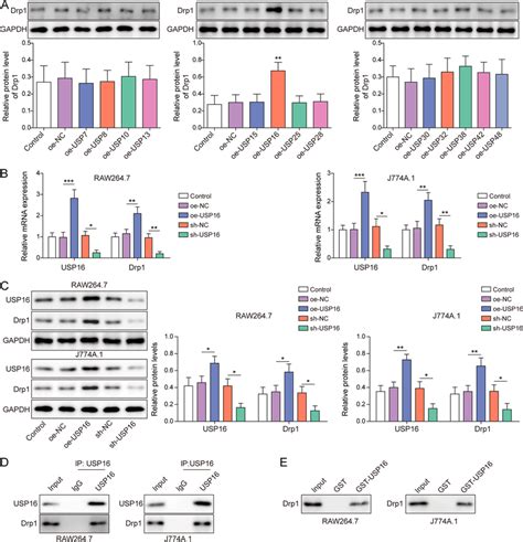 Deubiquitinase Usp16 Directly Interacts With Drp1 A The Protein Level