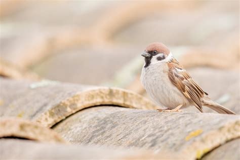 Free Photo Closeup Shot Of A House Sparrow Standing On The Pipe