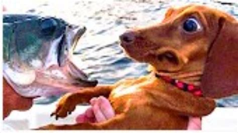 Os Animais Mais Engraçados Do Mundo Youtube