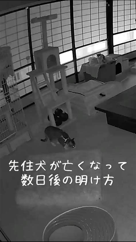 むぎタナわんずと車中泊andむぎタナとりんすずの日常 Mugitana70 • Instagram Photos And Videos