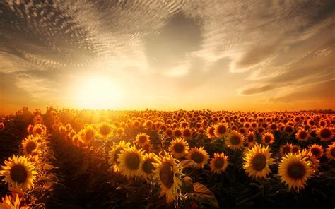 Sunflower 4k Wallpapers Wallpaper Cave