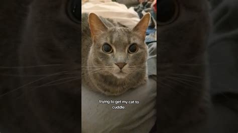 Pov Trying To Get Your Cat To Cuddle Youtube