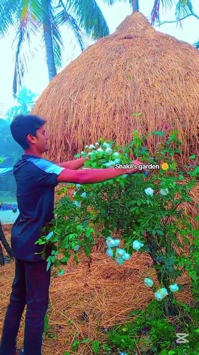 আমার সাদা গোলাপ ফুল গাছে কত ফুল এসেছে 😍 Shakils Garden Flowers Gardenflower Youtube