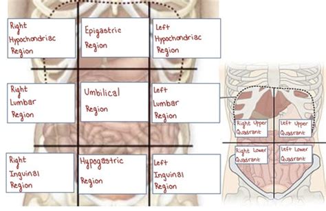 Human Anatomy Lab Exam 1 Flashcards Quizlet
