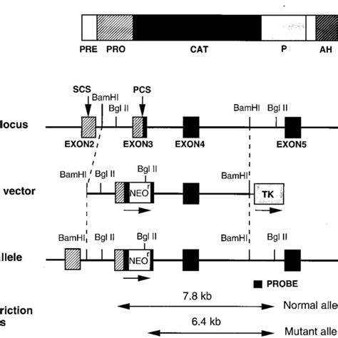 Gene Targeting Scheme For Disruption Of The Mouse Spc2 Locus A