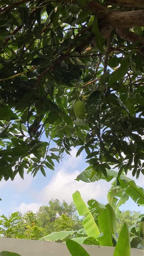 Sunlit Mango Tree Canopy Upward View Of A Mango Tree Lush Canopy