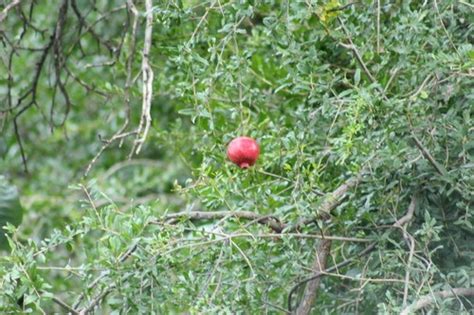 석류나무 Punica Granatum Picturethis