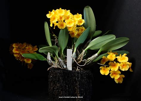 Arnes Orchid Corner Orchid Of The Day Dendrobium Lindleyi