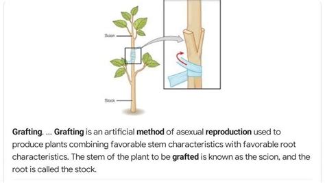 Grafting Asexual Reproduction