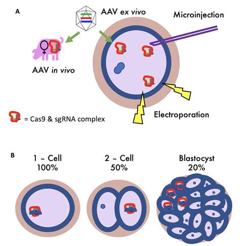 Schematic Representations Of Gene Editing Techniques Considered For