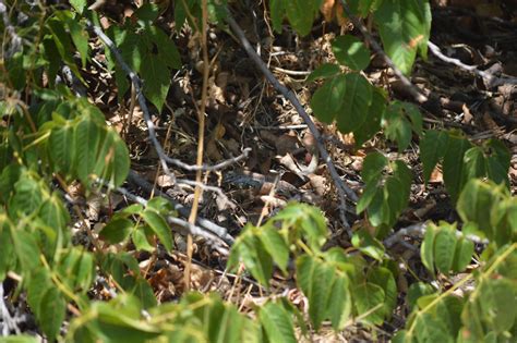 Dsc 0053 1 Jonathan Cooley Flickr