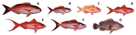 1 The Deep 7 Bottomfish A Pristipomoides Filamentosus B