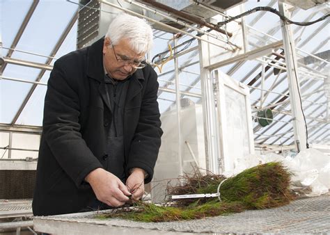 Msu Forestry Work Shows The Value Of Good Seedlings Mississippi State