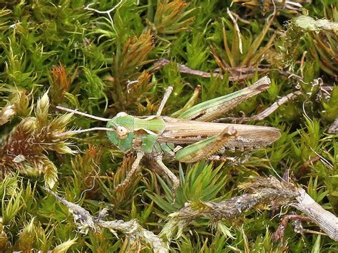 Michael Foley Natural History © Three Grasshopper Species At Ainsdale Lancashire
