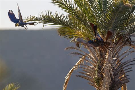 Lear S Macaw Reintroduction Reverse The Red