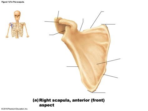 Levator Scapulae The Definitive Guide Biology Dictionary