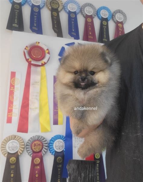 포메라니안분양안다켄넬♡포메전문견사 네이버 블로그