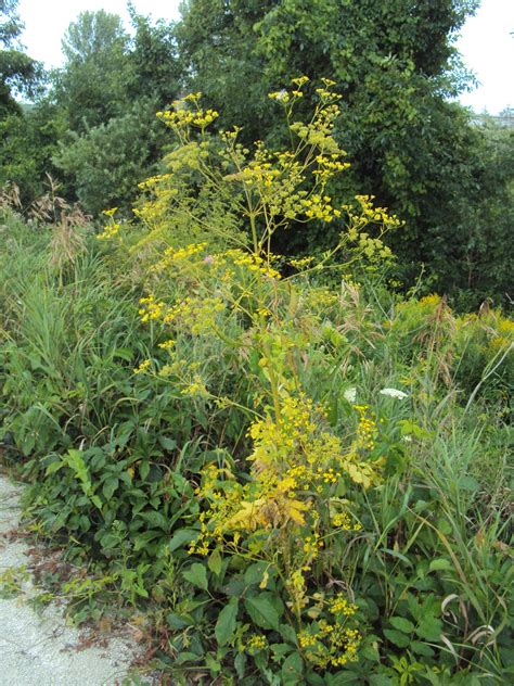 Wild Parsnip Ontario Invasive Plant Council