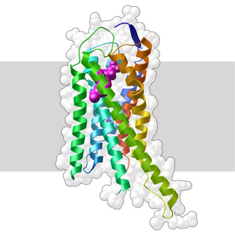 Pdb 101 Learn Structural Biology Highlights P2y Receptors And Blood
